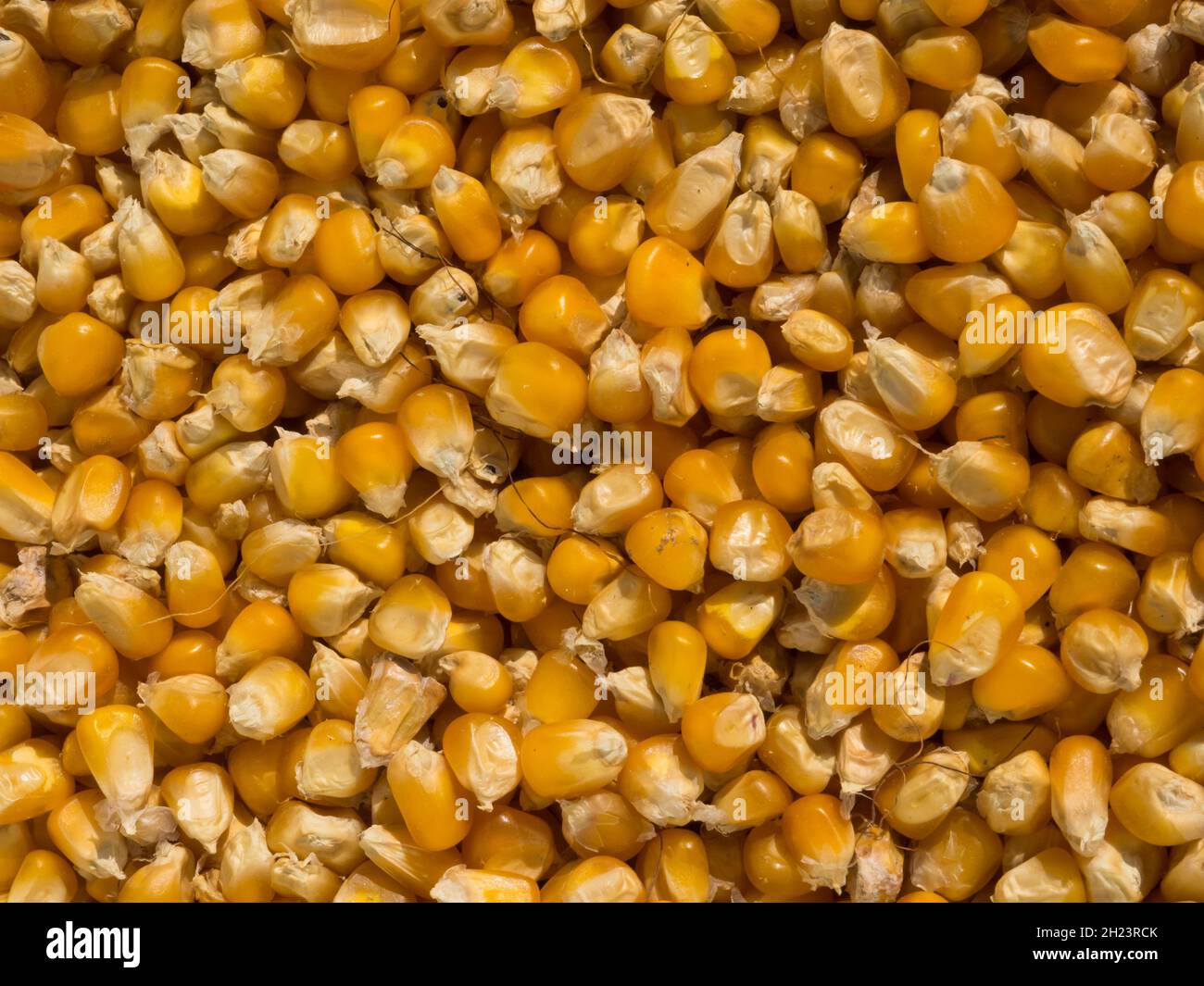 Close-up texture of organic yellow maize or corns seed grains Stock ...