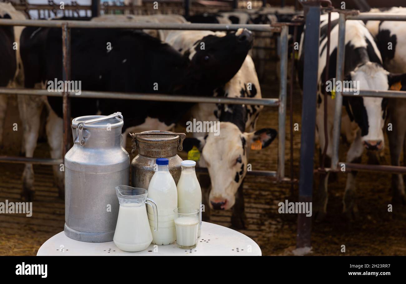 Milk, dairy products on table in cowshed Stock Photo - Alamy