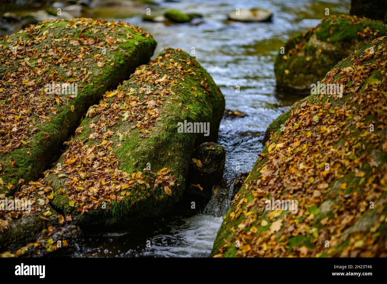 small cascade and rocks with moss and autumn leaves nearby the river aist in the austrian valley ...