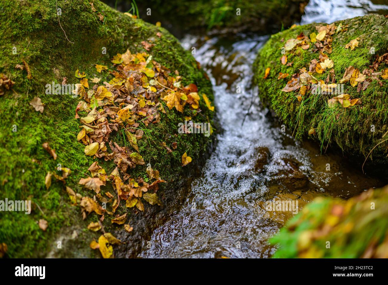 small cascade and rocks with moss and autumn leaves nearby the river ...