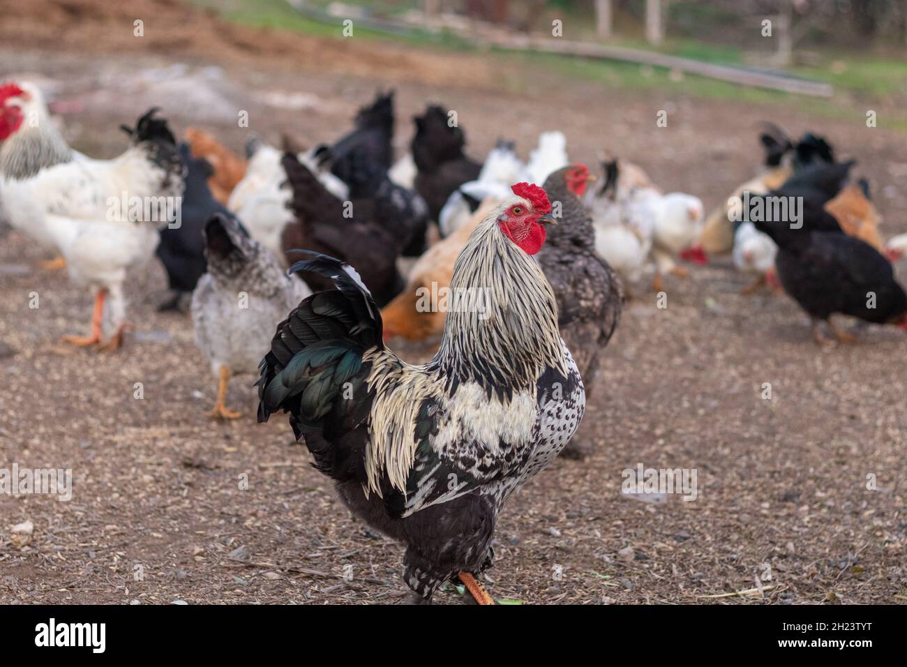 Close up photo of Roaster and chickens Stock Photo - Alamy