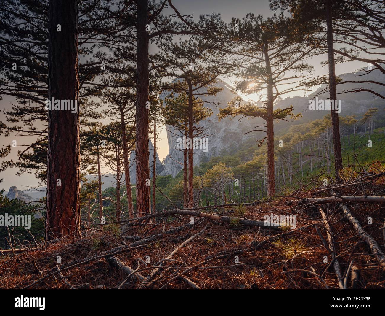 Forest landscape with fir trees and stones over sunset. In summer or ...