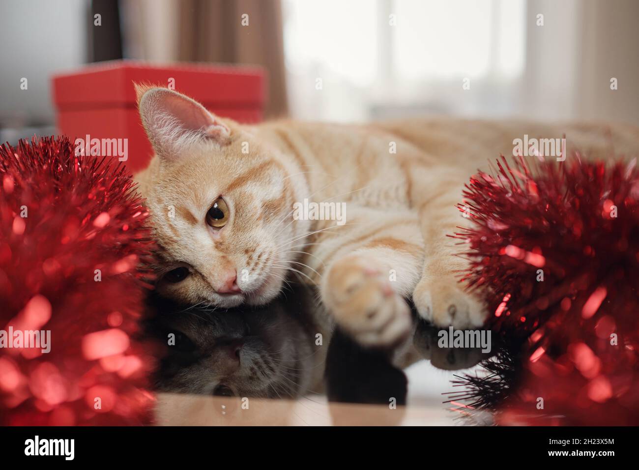 Ginger cat party hat hi-res stock photography and images - Alamy