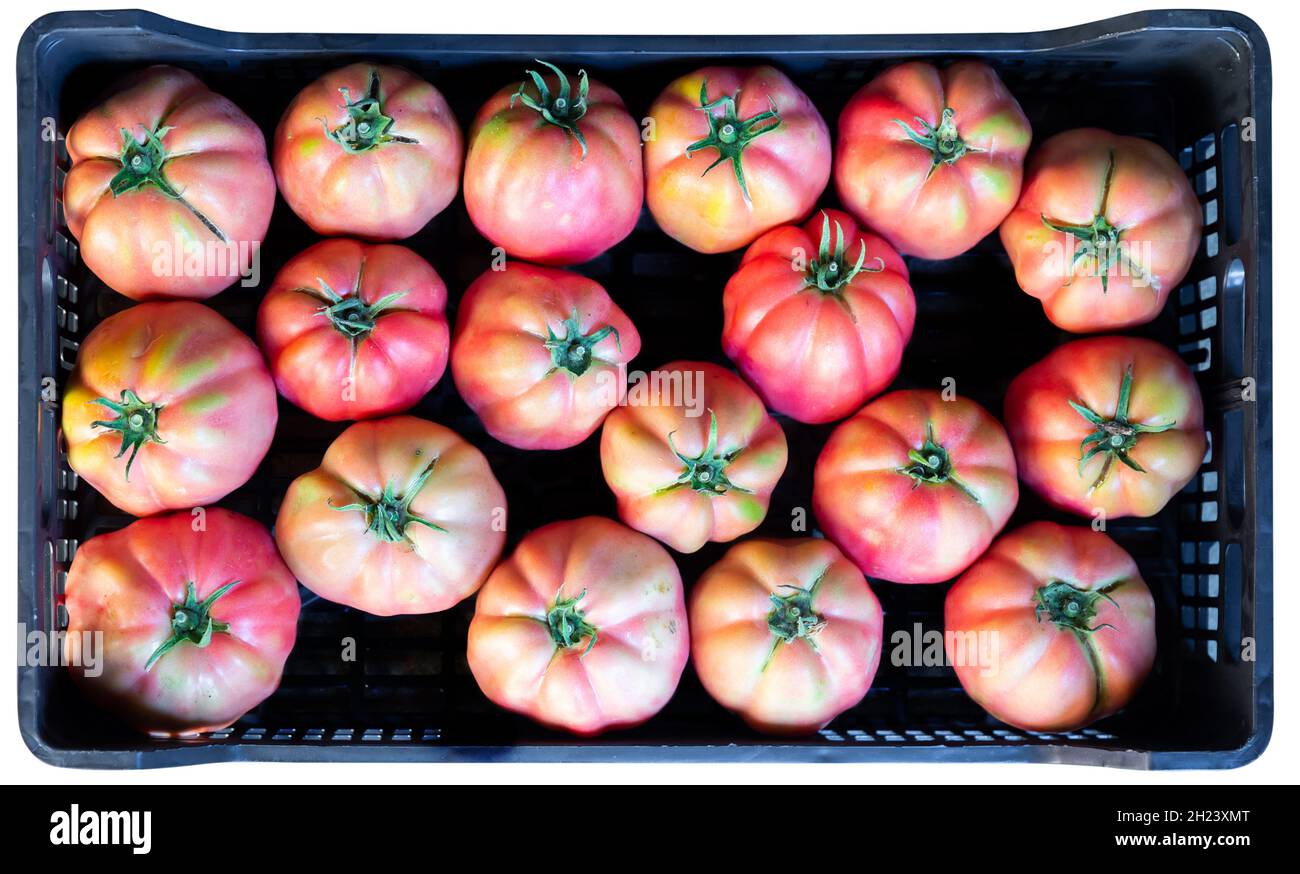 Plastic box with freshly picked ripe pink tomatoes Stock Photo - Alamy