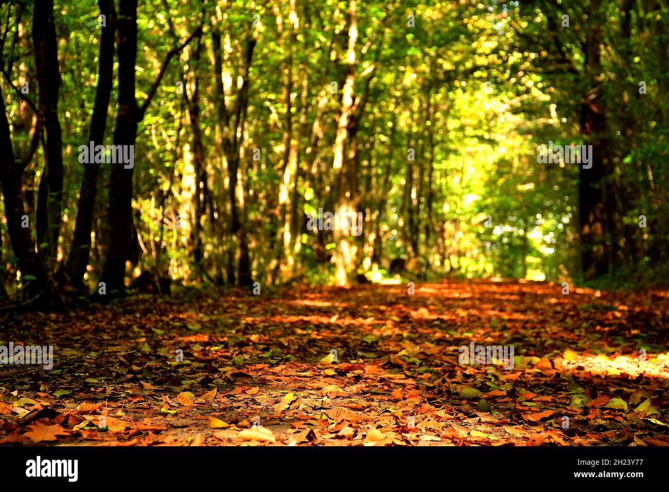 autumnal colored leaves on a forest way in backlit Stock Photo - Alamy