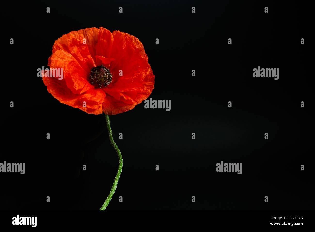 A single poppy on black background. Poppy for November 11 and other ...