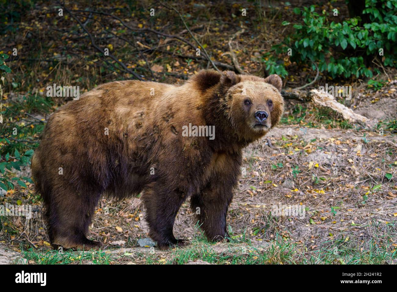 Kamchatka brown bear in the forest, Ursus arctos beringianus Stock ...