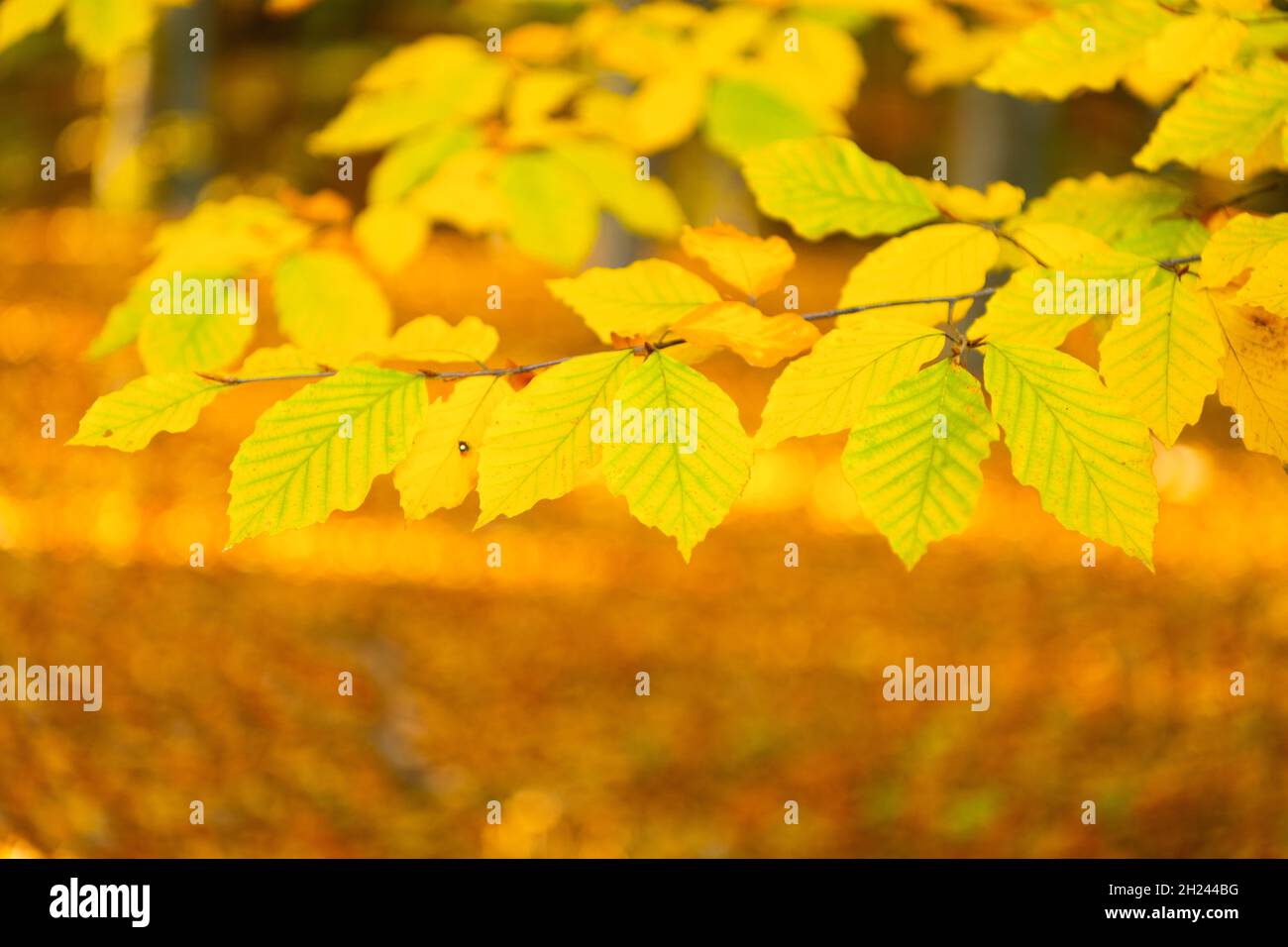 nature backdrop with autumn leaves yellow color closeup, copy space ...