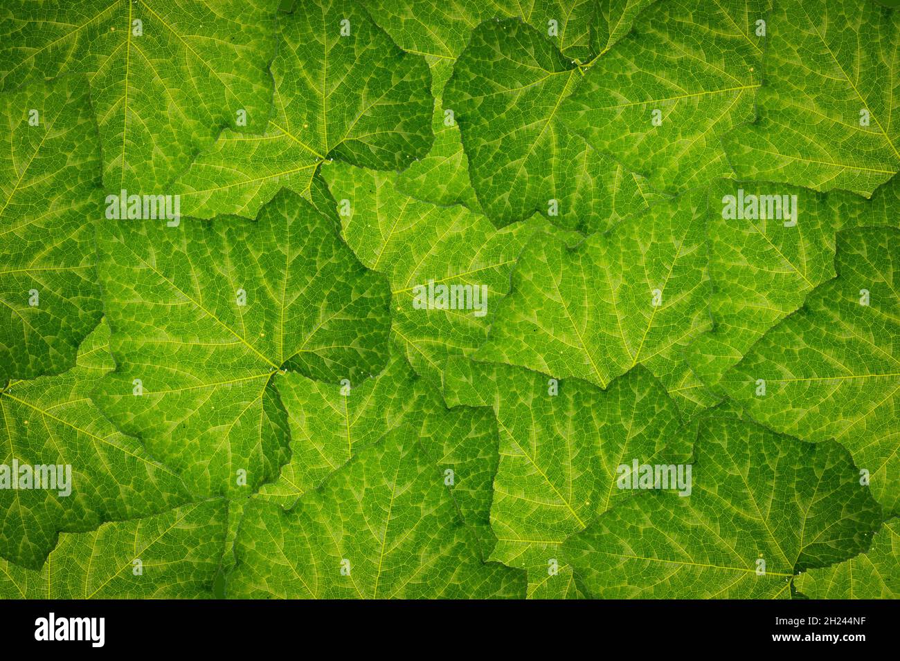 Green leaf background abstract of nature Stock Photo - Alamy