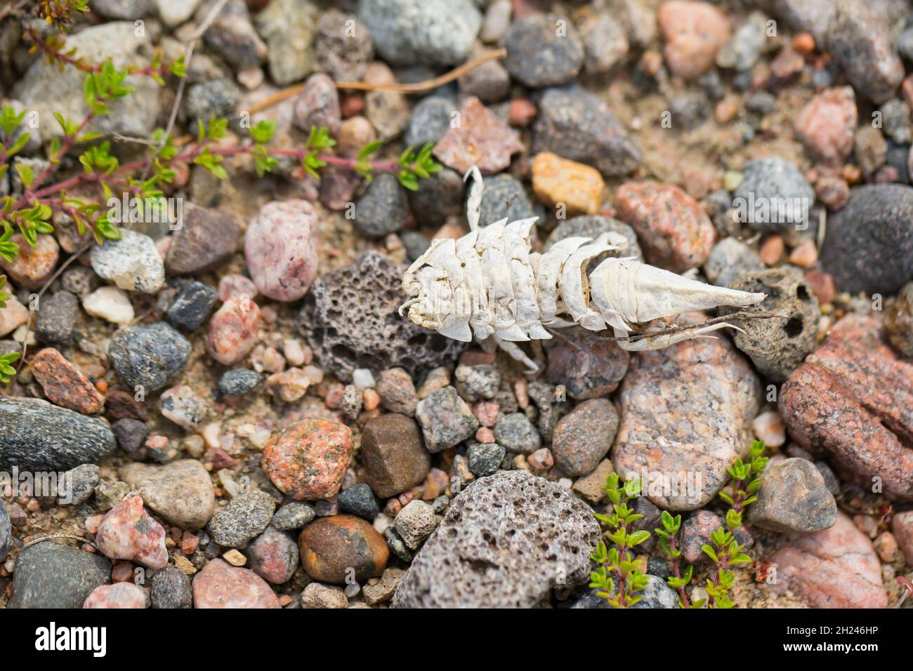 Benthic isopod empty shell on a beach Stock Photo - Alamy