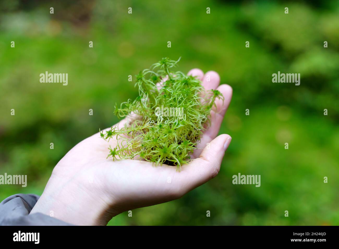 Moss in the girl's hand. Green wet moss in the forest. Protection and ...