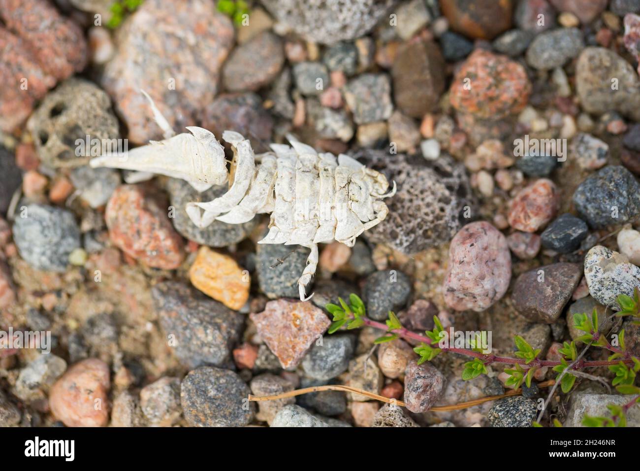 Benthic isopod empty shell on a beach Stock Photo - Alamy