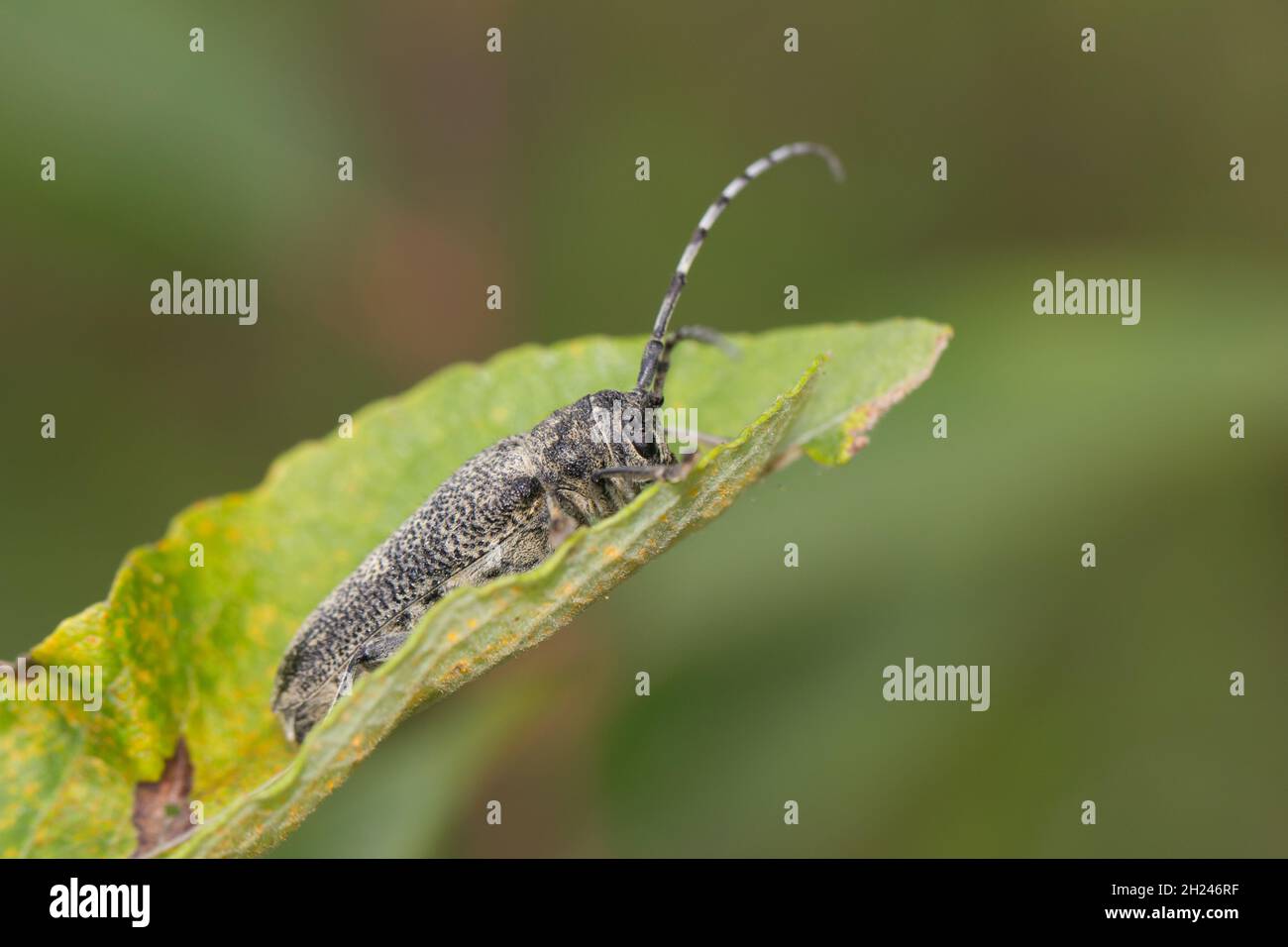 Saperda High Resolution Stock Photography and Images - Alamy