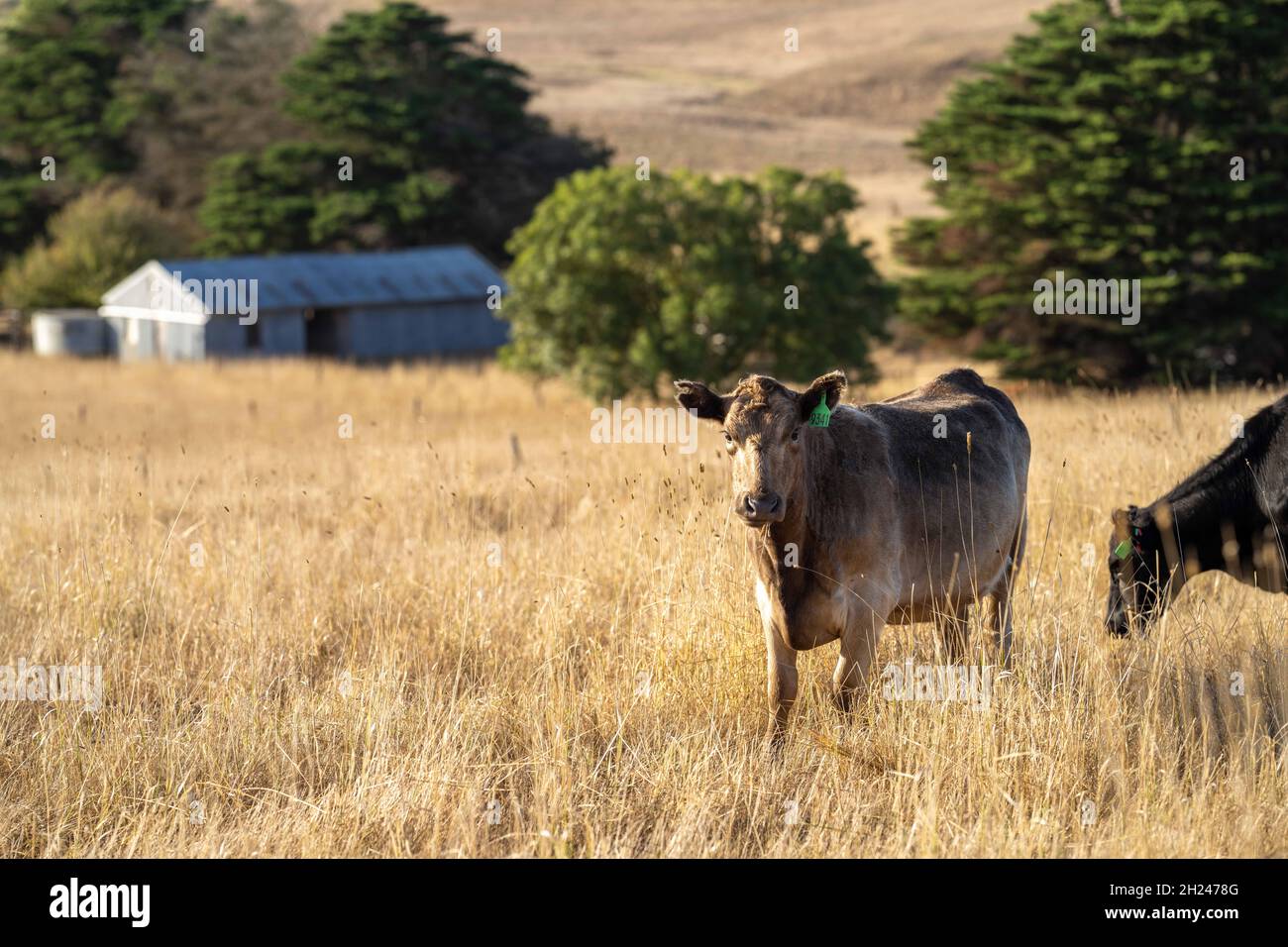 Stud Angus, wagyu, Murray grey, Dairy and beef Cows and Bulls grazing ...