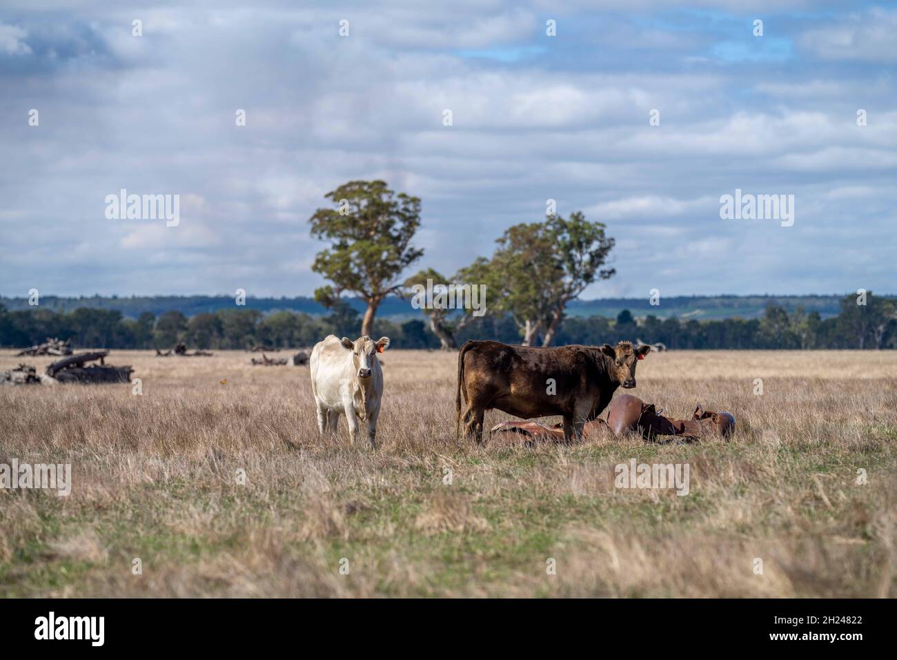 Farm bulls on pasture hot hi-res stock photography and images - Alamy