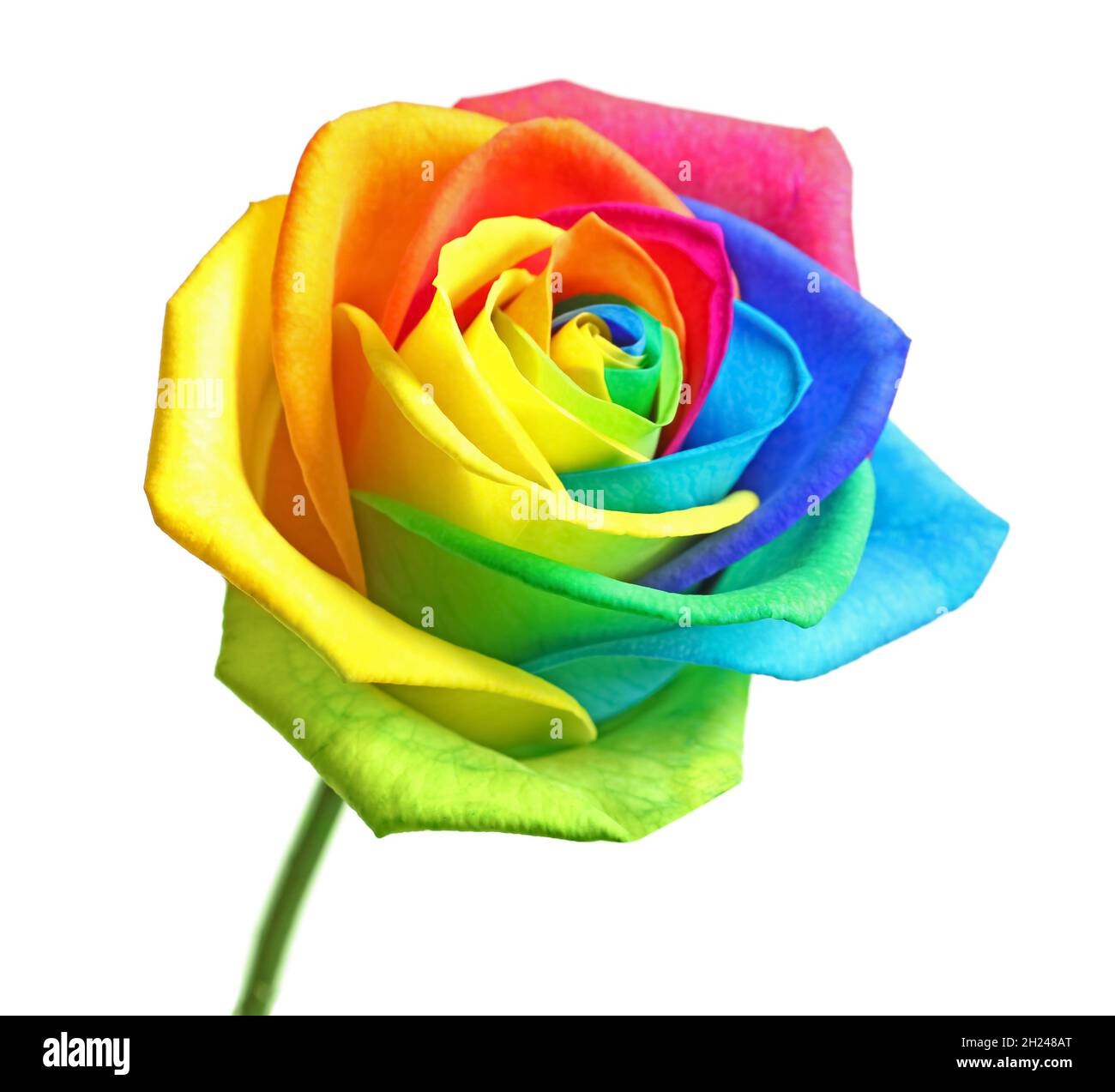 Amazing rainbow rose flower on white background Stock Photo - Alamy