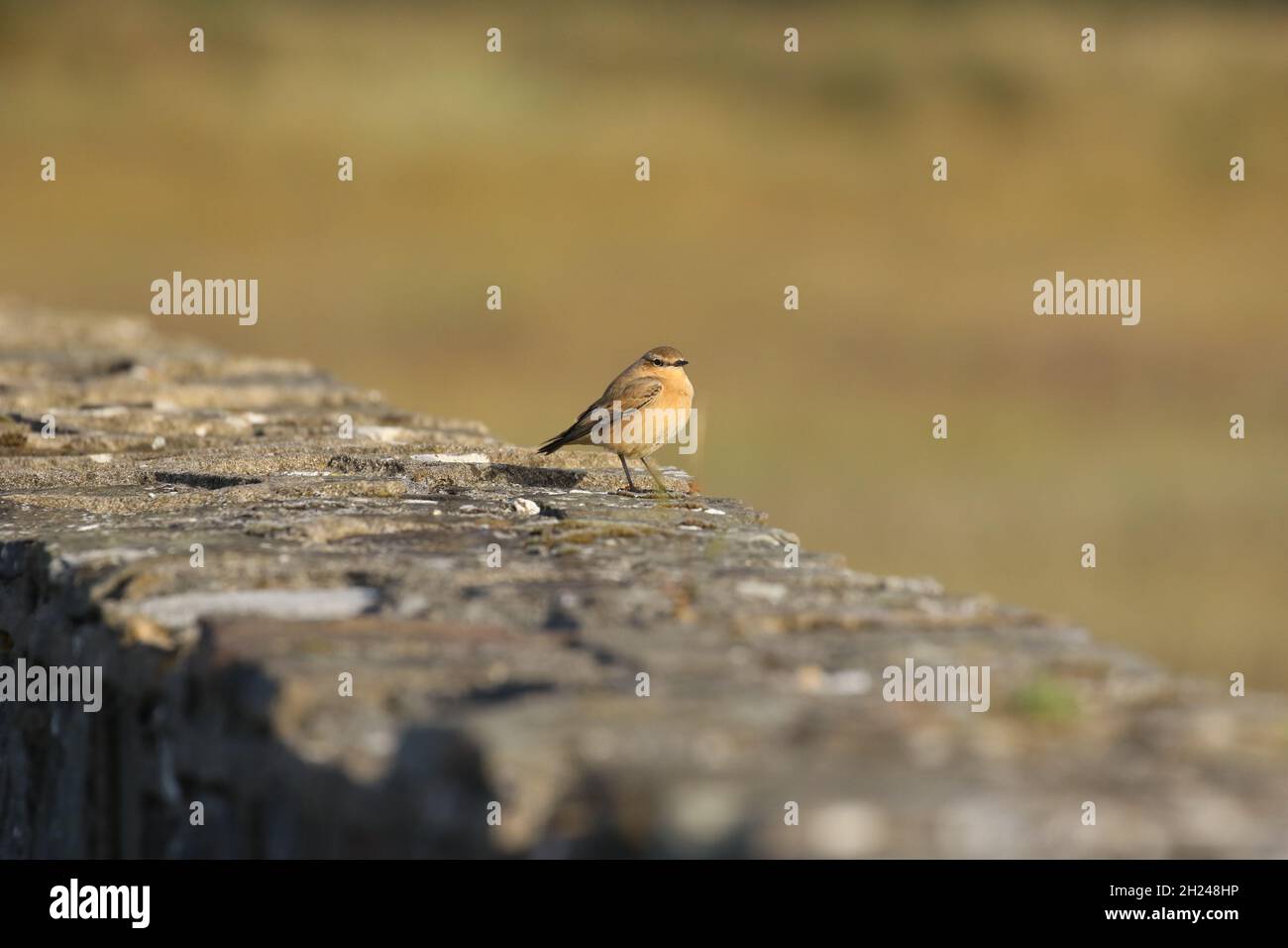 Migrating northern wheatear hi-res stock photography and images - Alamy