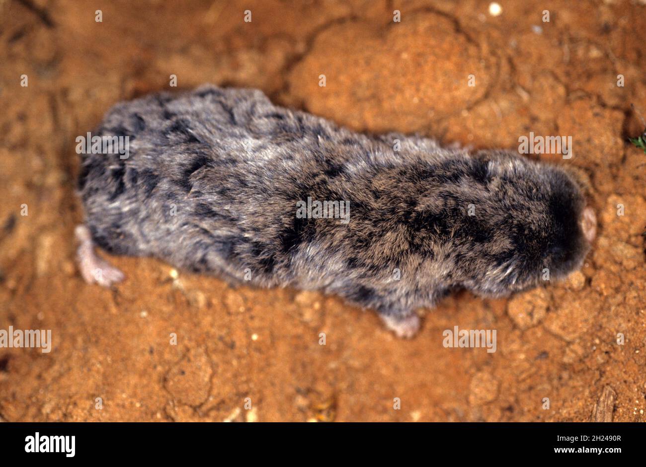 Family spalacidae hi-res stock photography and images - Alamy