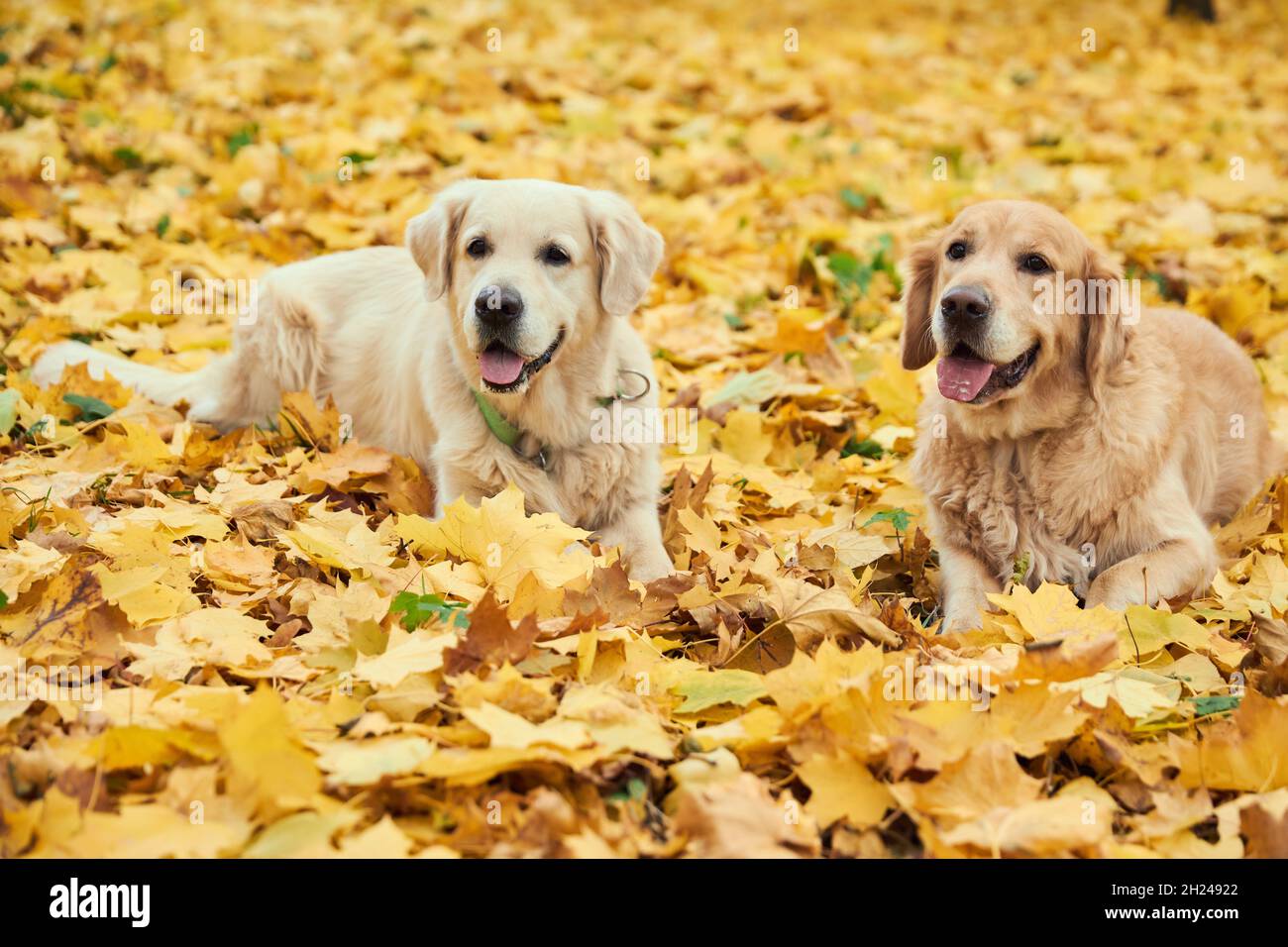 Two golden retrievers in the leaves Stock Photo - Alamy
