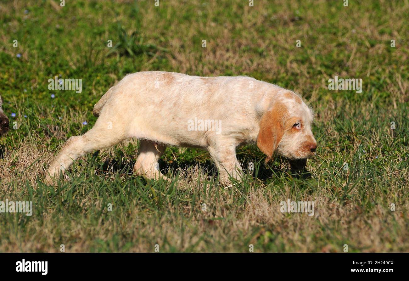 Typical hunting dog Spinone Italiano dog Stock Photo - Alamy