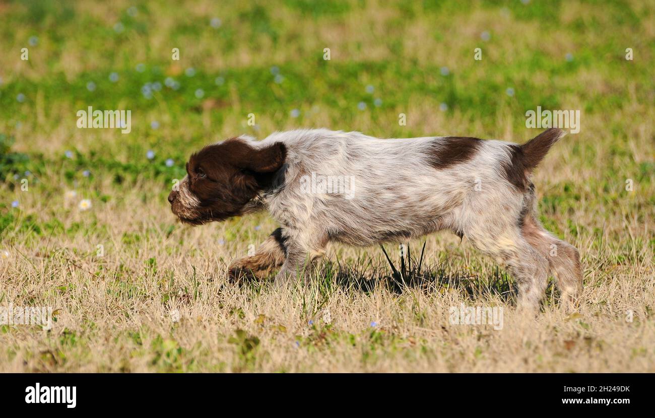 Typical hunting dog Spinone Italiano dog Stock Photo - Alamy