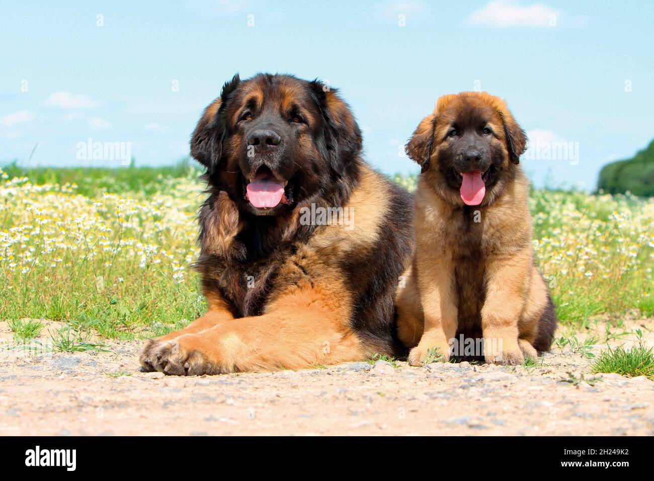 Leonberg domestic hi-res stock photography and images - Alamy