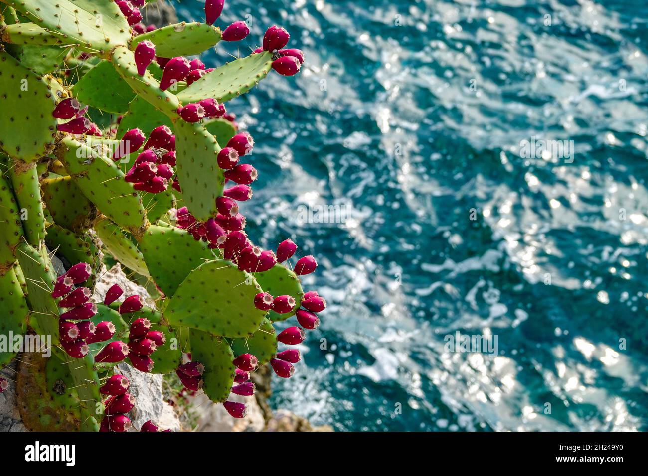 Cacti fruit hi-res stock photography and images - Alamy