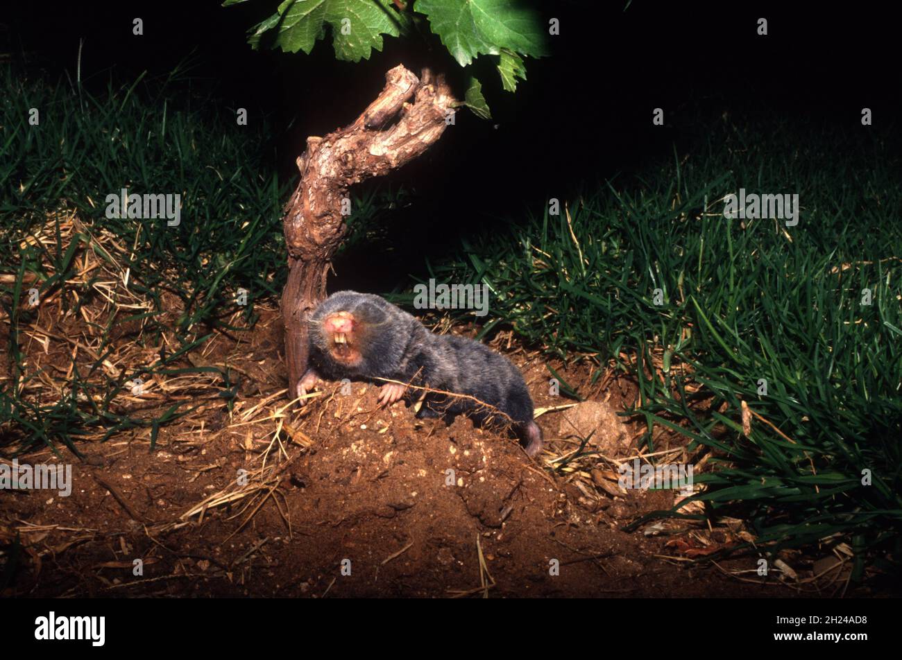 The Middle East blind mole-rat or Palestine mole-rat (Spalax ehrenbergi ...
