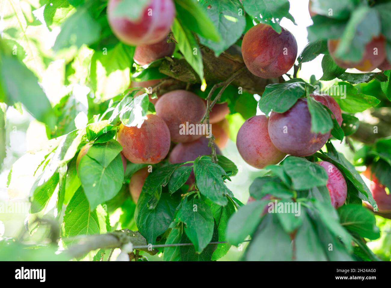 Ripen wild plum hi-res stock photography and images - Alamy