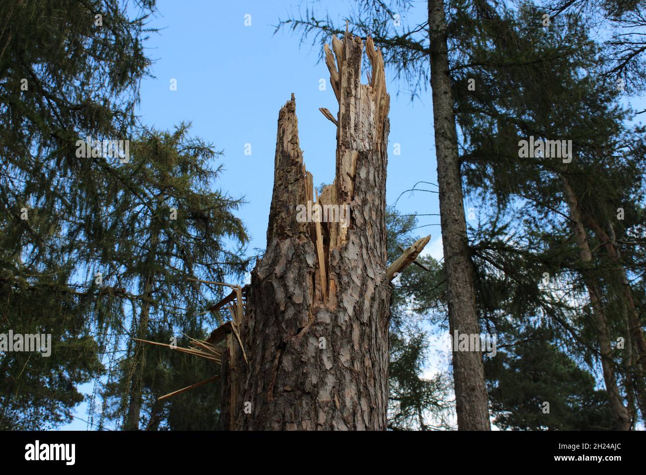 Split Tree Trunk High Resolution Stock Photography and Images - Alamy