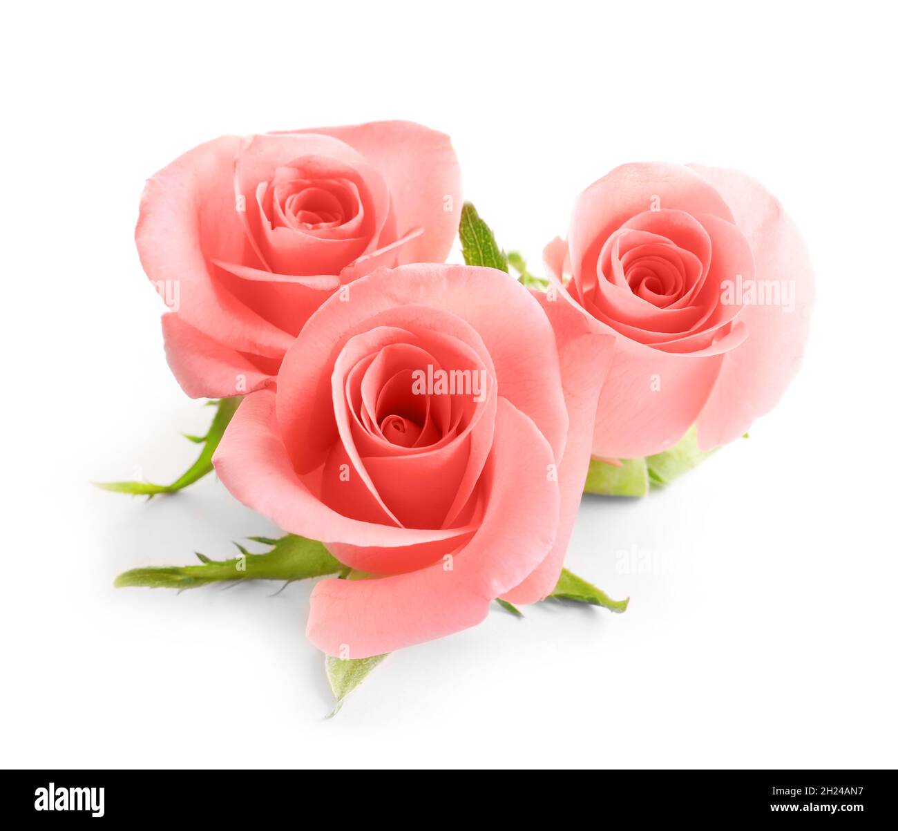 Beautiful roses on white background Stock Photo - Alamy