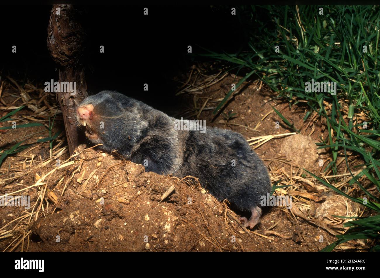 The Middle East blind mole-rat or Palestine mole-rat (Spalax ehrenbergi ...