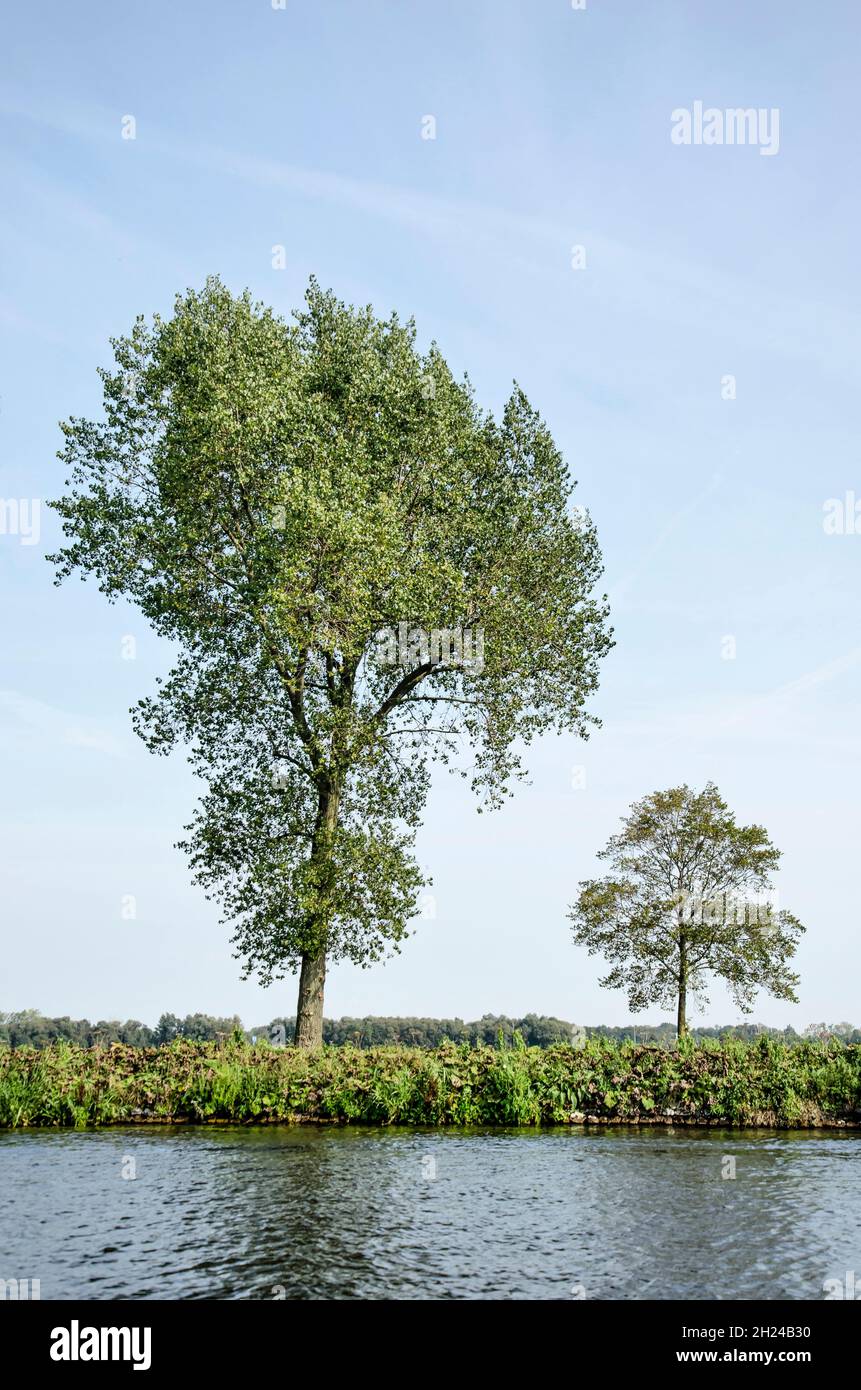 A large elm tree and a much younger and smaller one on the bank of the ...