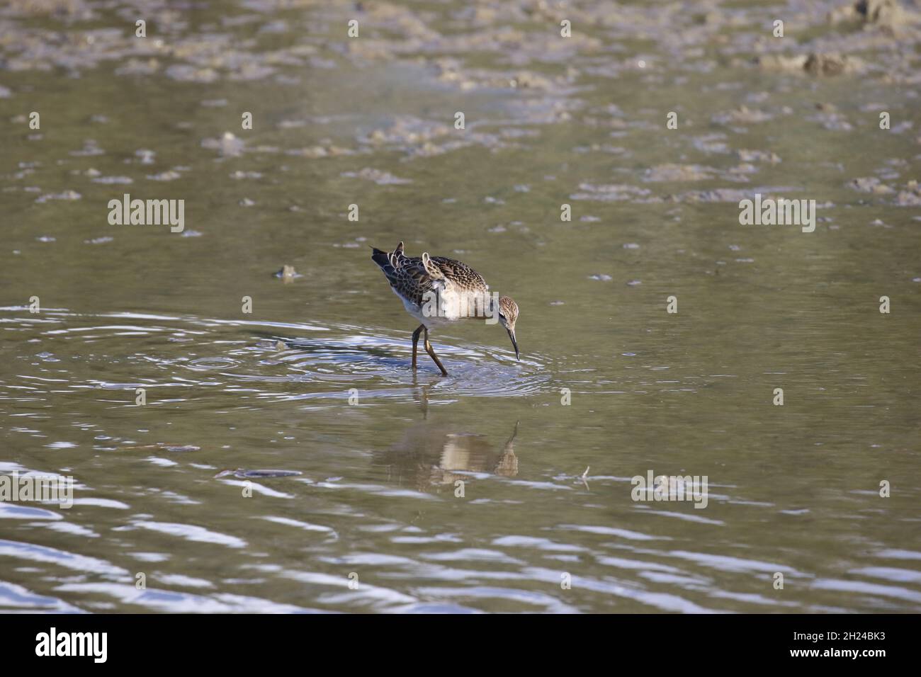 Migratory birds britain hi-res stock photography and images - Alamy