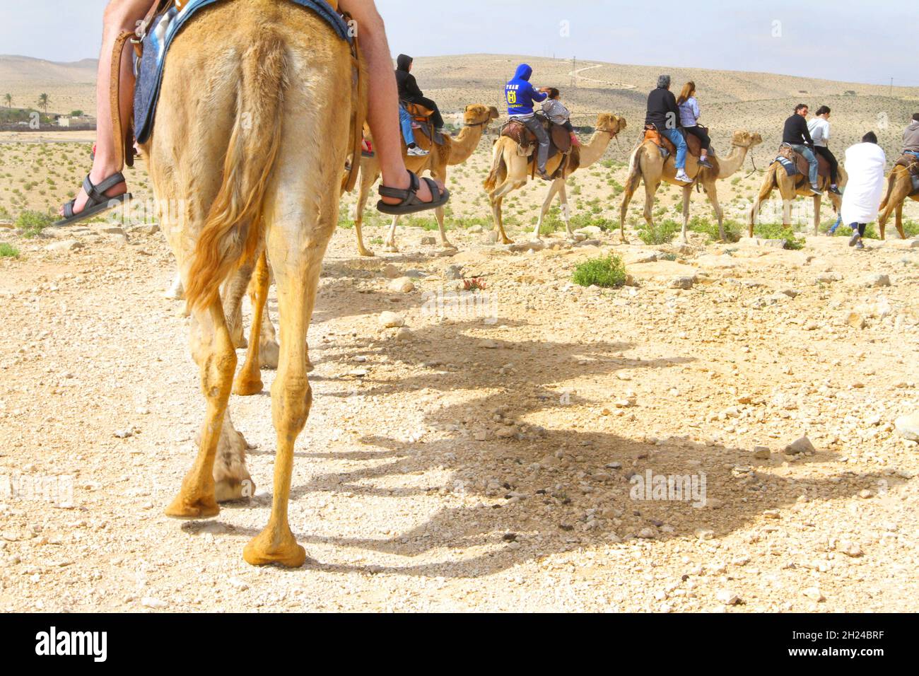 Camel riding israel hi-res stock photography and images - Alamy