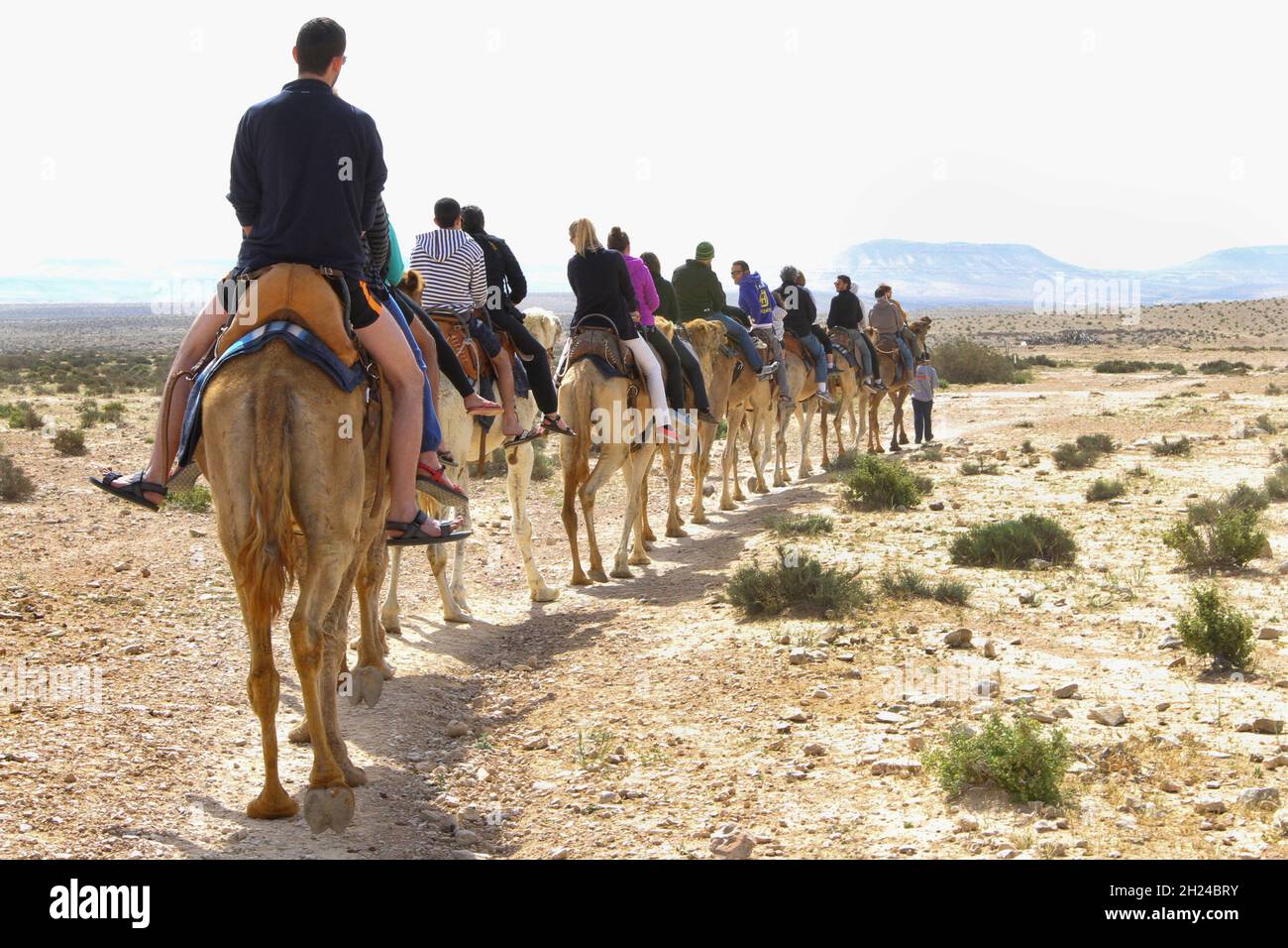 Camel riding israel hi-res stock photography and images - Alamy