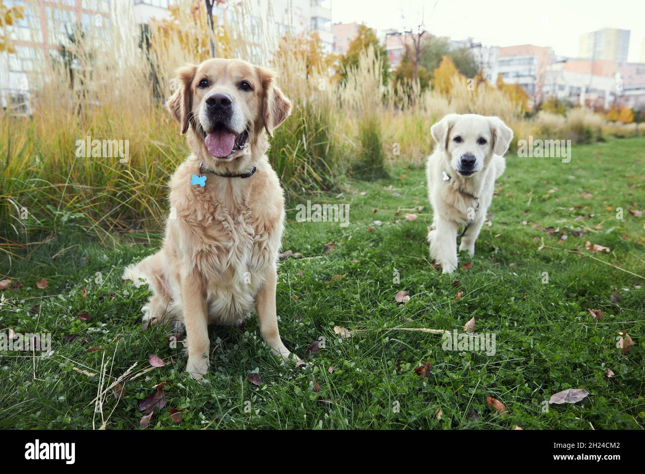 Group golden retrievers in hi-res stock photography and images - Alamy