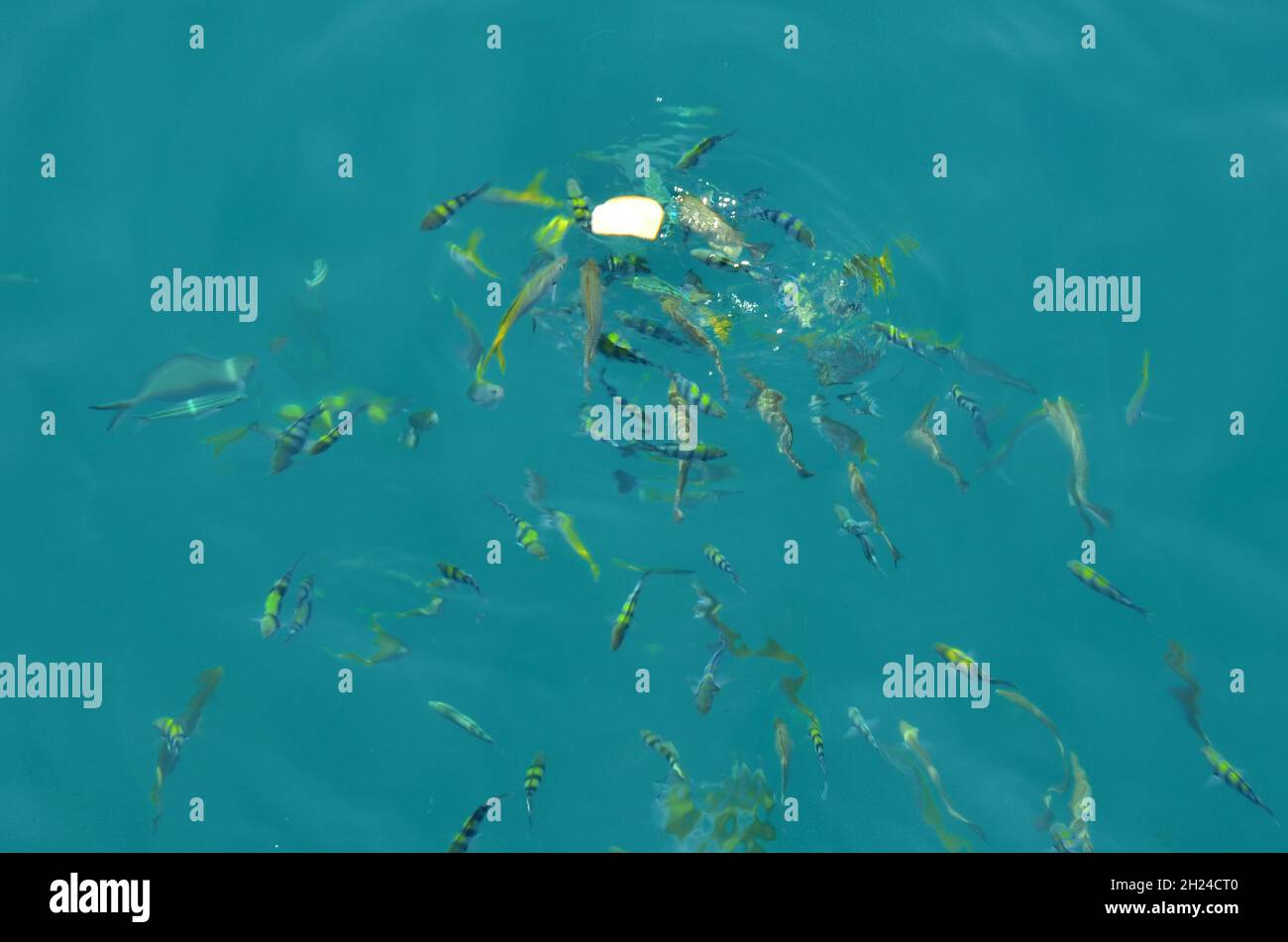 Clownfish or anemonefish and saltwater marine fish eating food from ...
