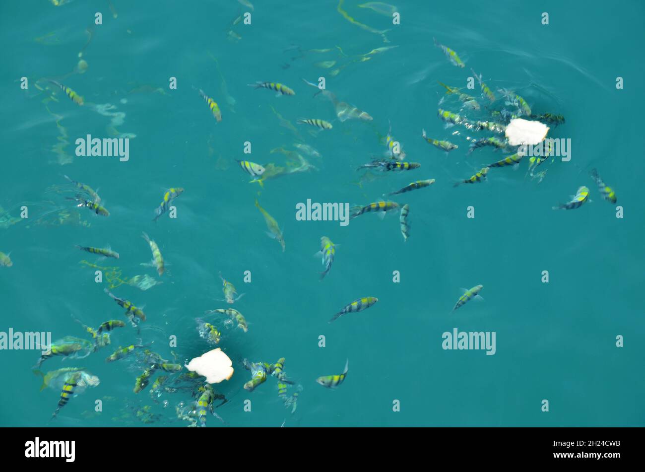 Clownfish or anemonefish and saltwater marine fish eating food from ...
