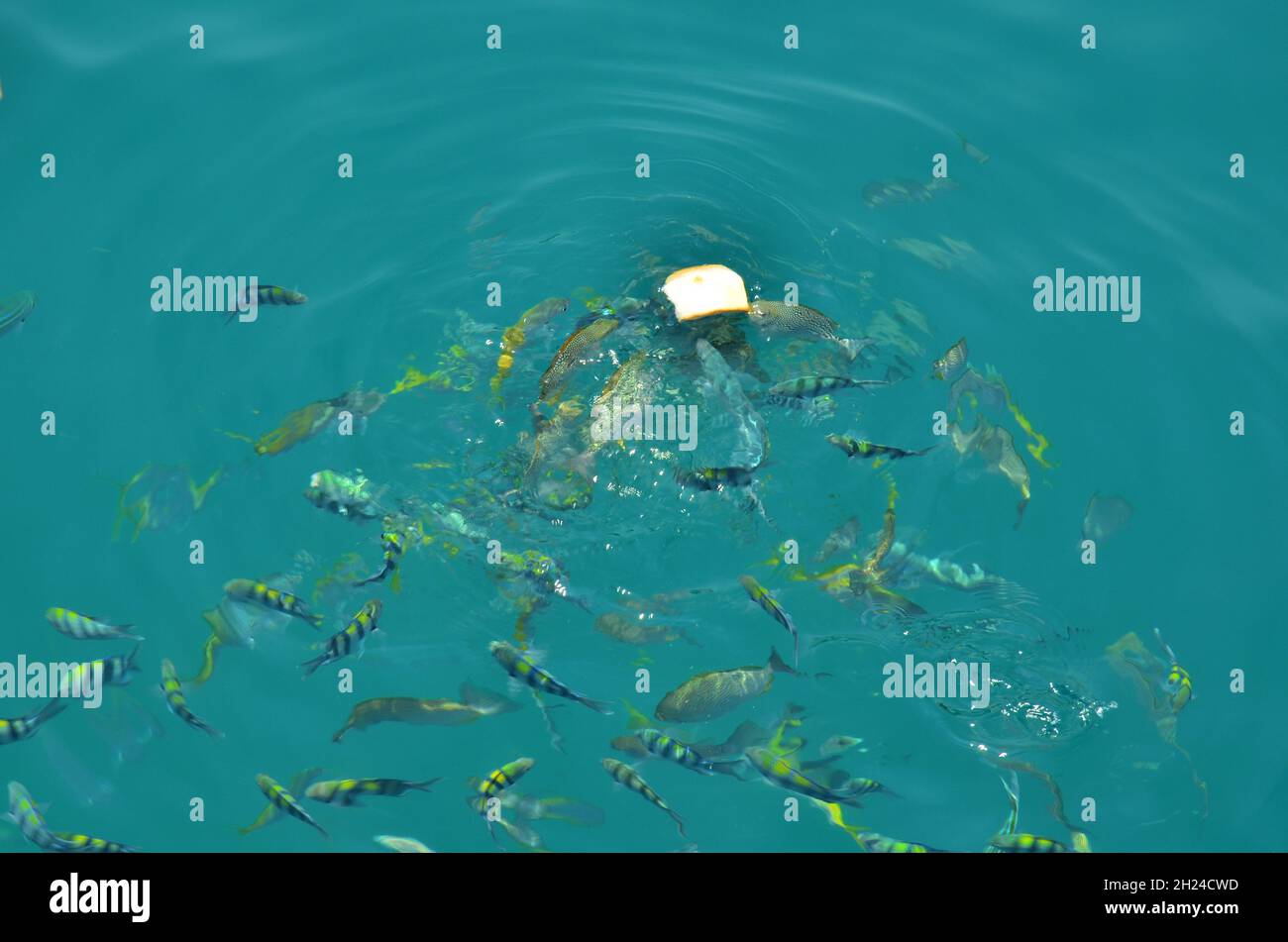 Clownfish or anemonefish and saltwater marine fish eating food from ...