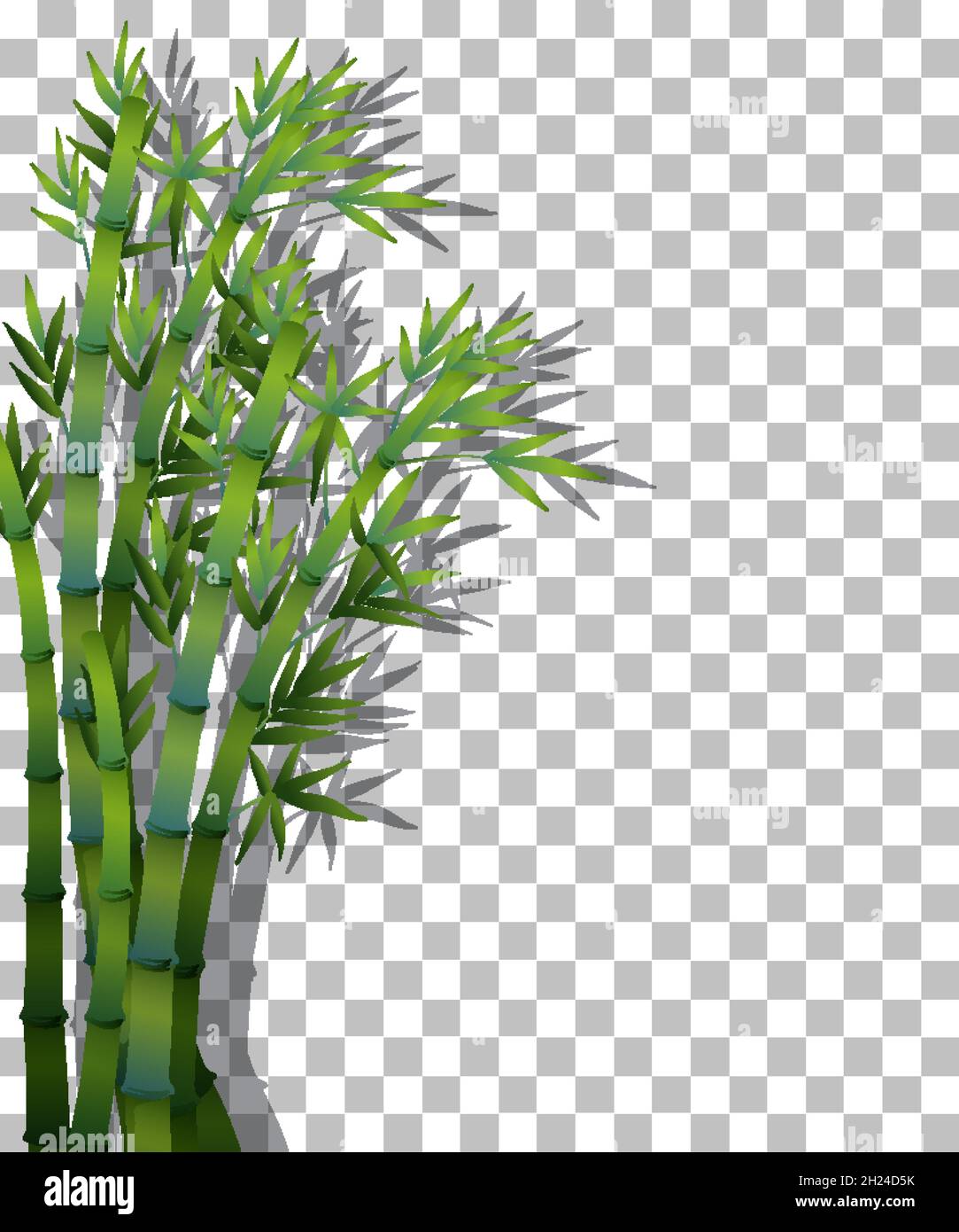 Bamboo tree on transparent background illustration Stock Vector Image ...