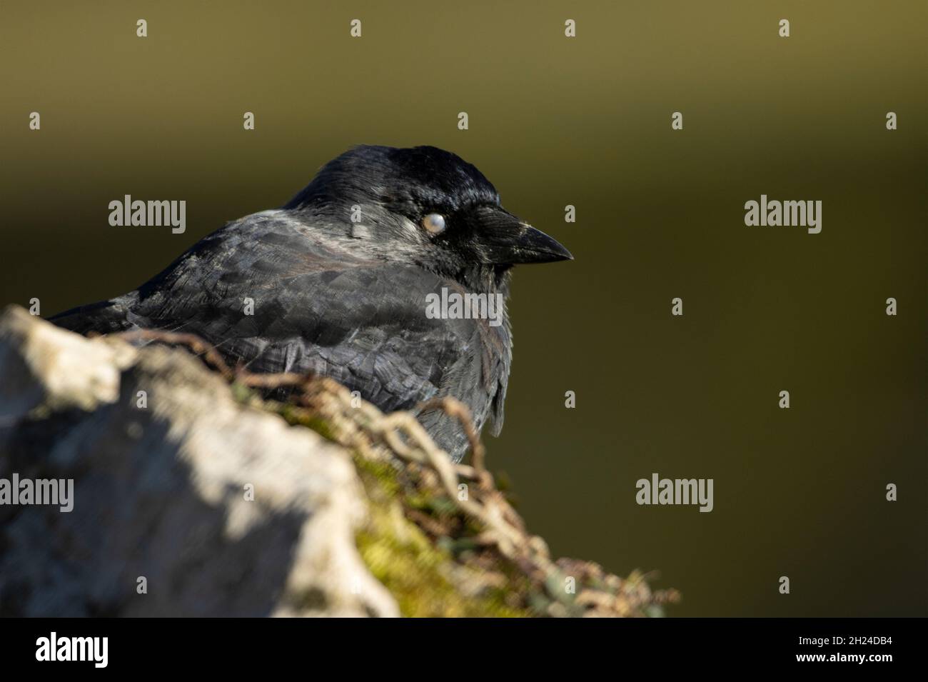 The nictitating membrane, or Haw, is a feature common to most birds ...