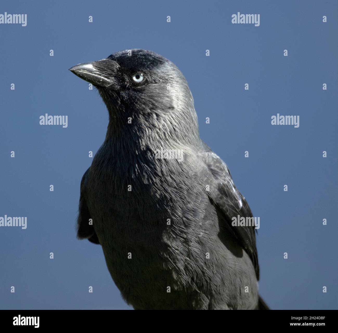 Jackdaw preening hi-res stock photography and images - Alamy