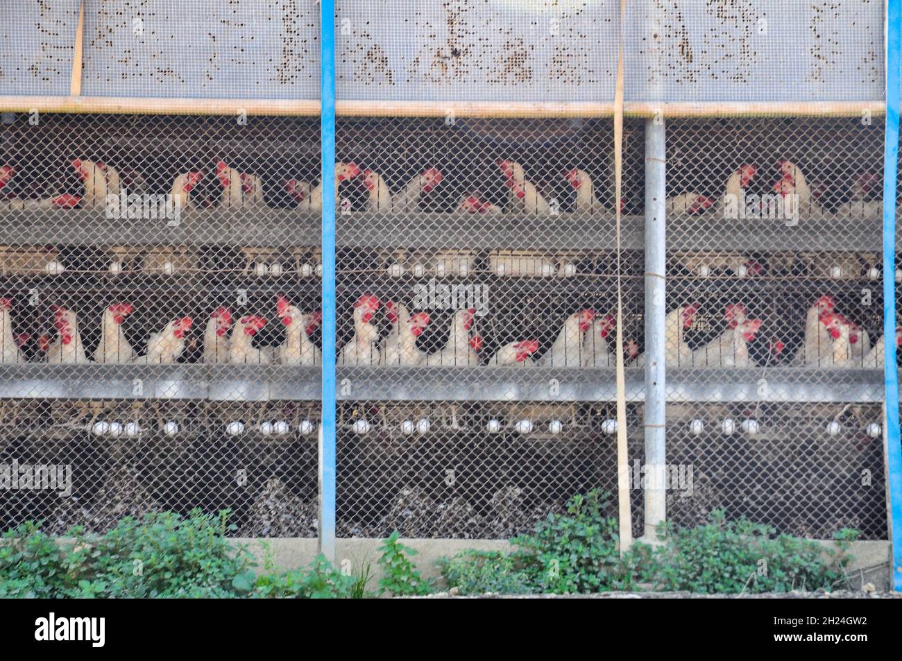 Battery cages hi-res stock photography and images - Alamy