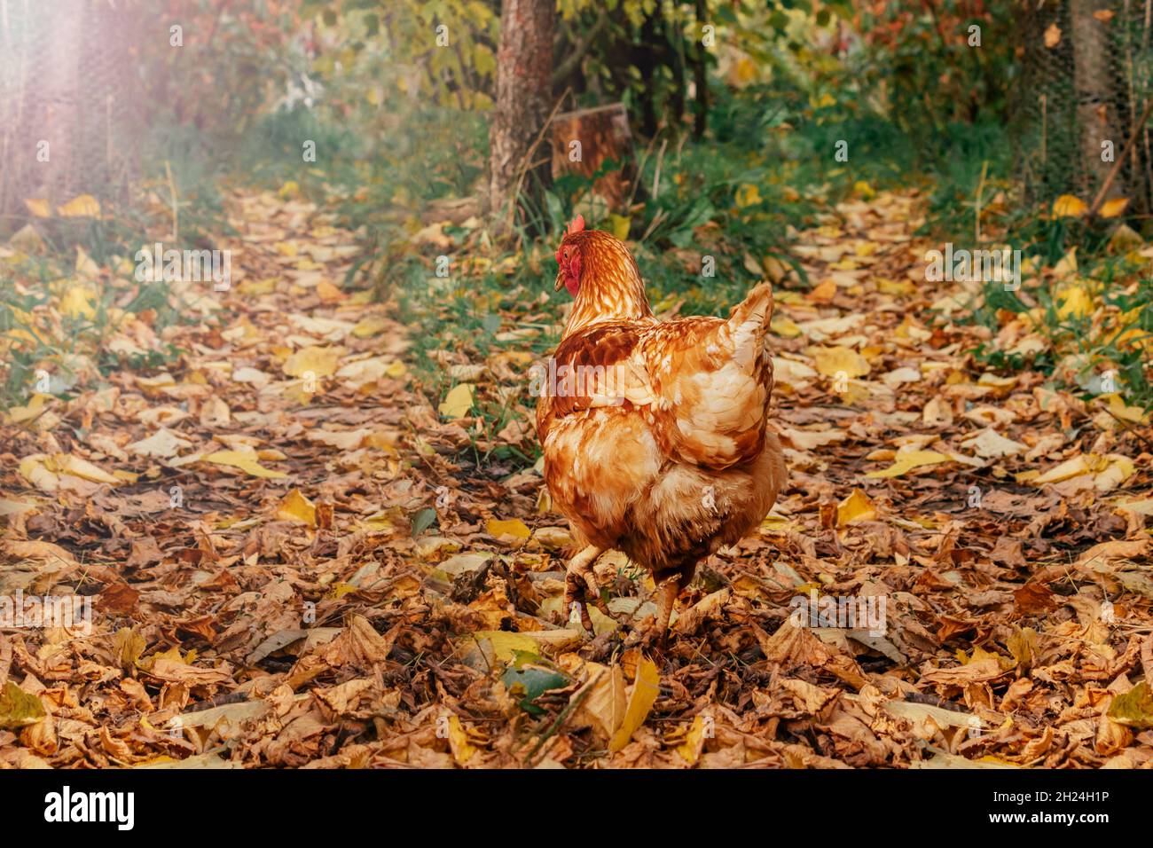Free domestic red hen hi-res stock photography and images - Alamy
