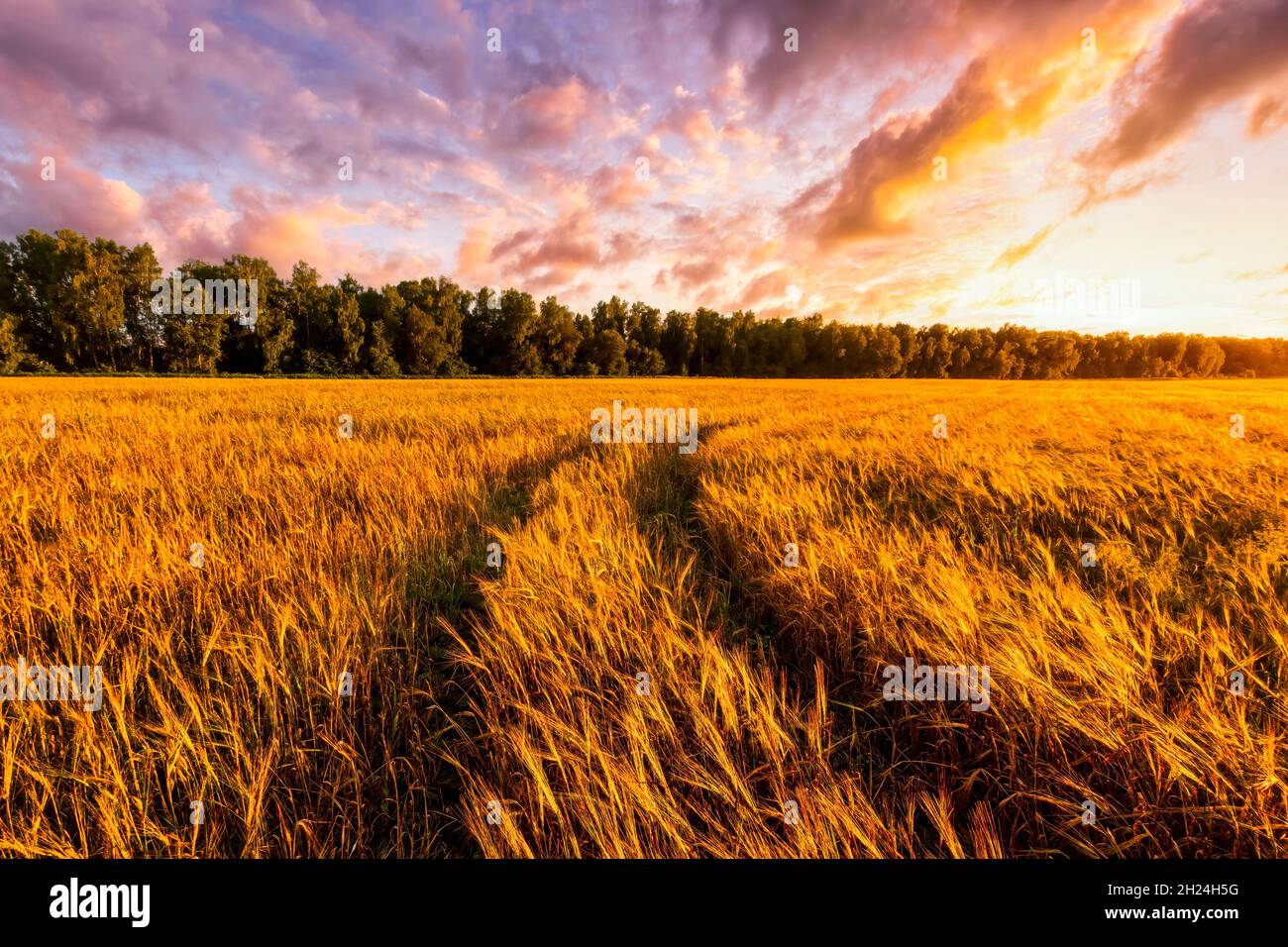 Sunset or sunrise on a rye field with golden ears and a dramatic cloudy ...