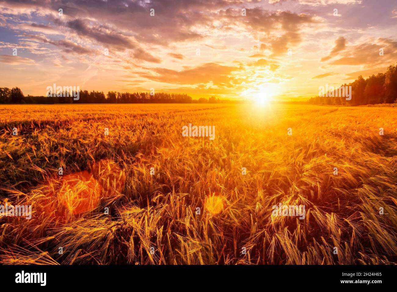 Sunset or sunrise on a rye field with golden ears and a dramatic cloudy ...