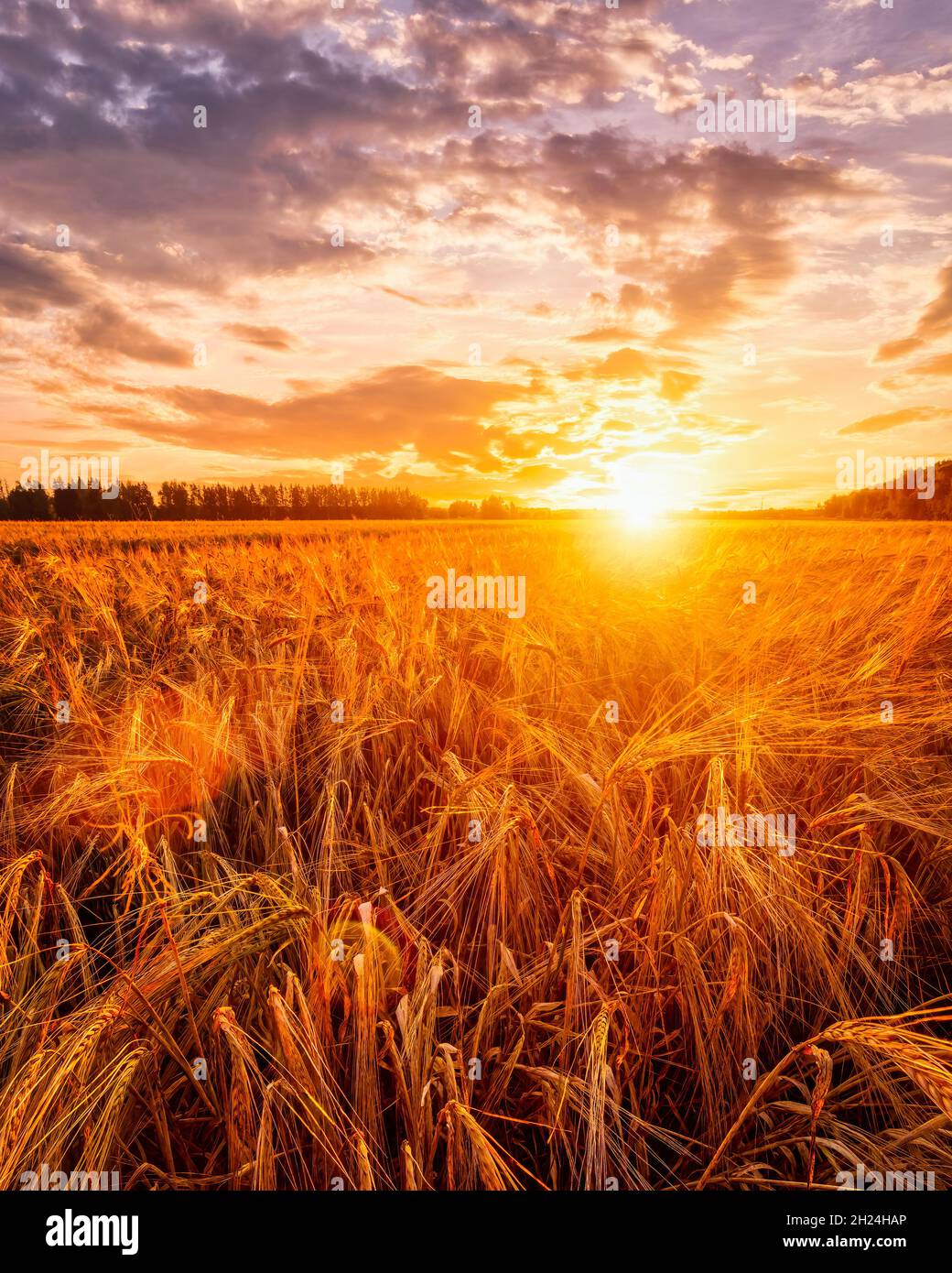 Sunset or sunrise on a rye field with golden ears and a dramatic cloudy ...