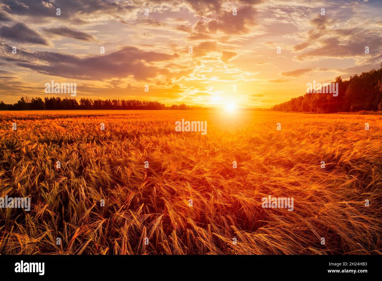 Sunset or sunrise on a rye field with golden ears and a dramatic cloudy ...