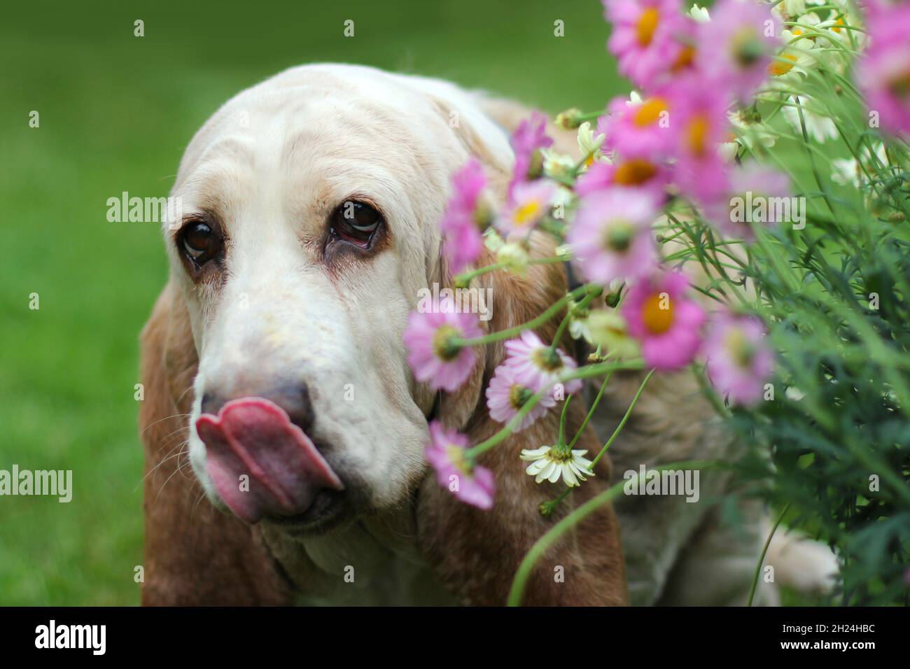 Dog smelling flowers Stock Photo - Alamy